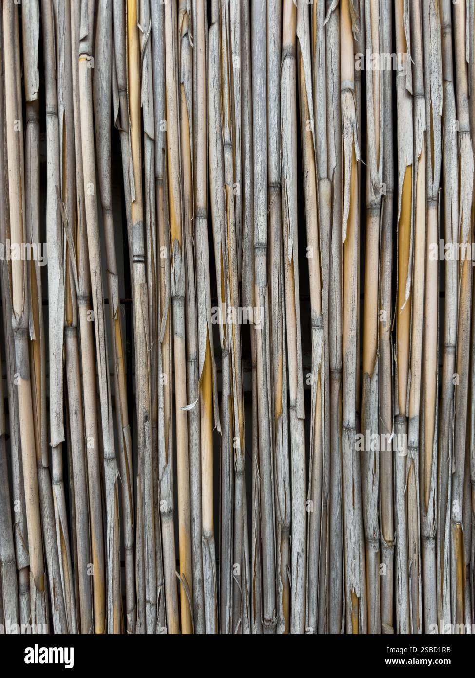 Weathered Reed Fence Texture Close-Up, Eroded by the Elements Stock ...