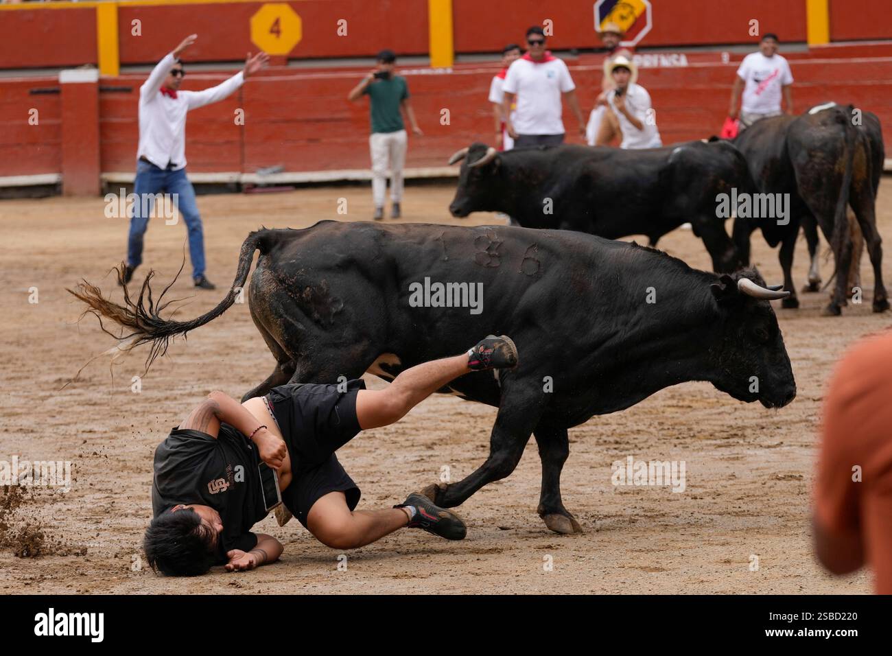 A reveler falls off of a bull's back at the Plaza de Toros de Acho ...