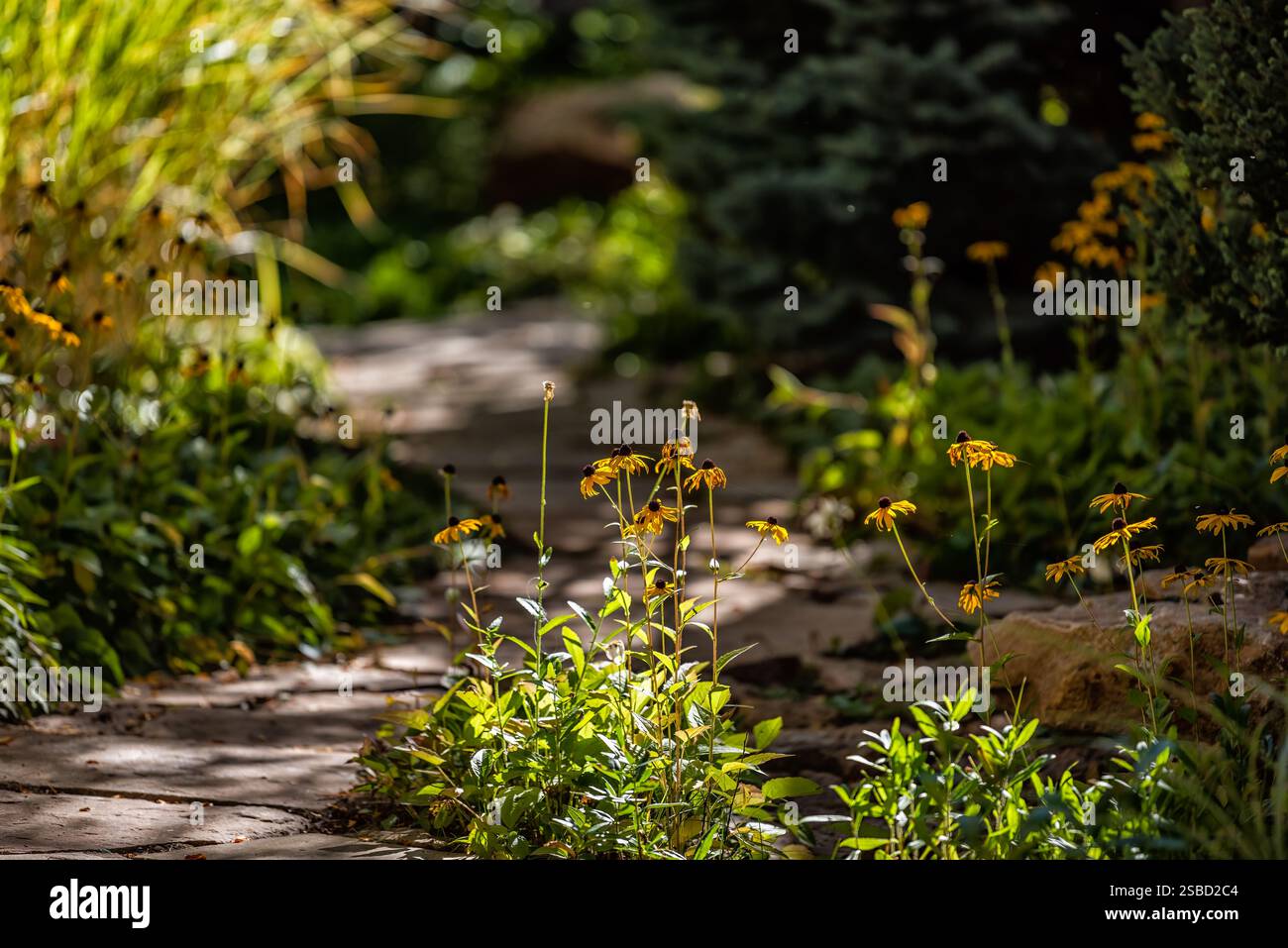 Vail Colorado backyard garden beautiful footpath autumn fall season and ...