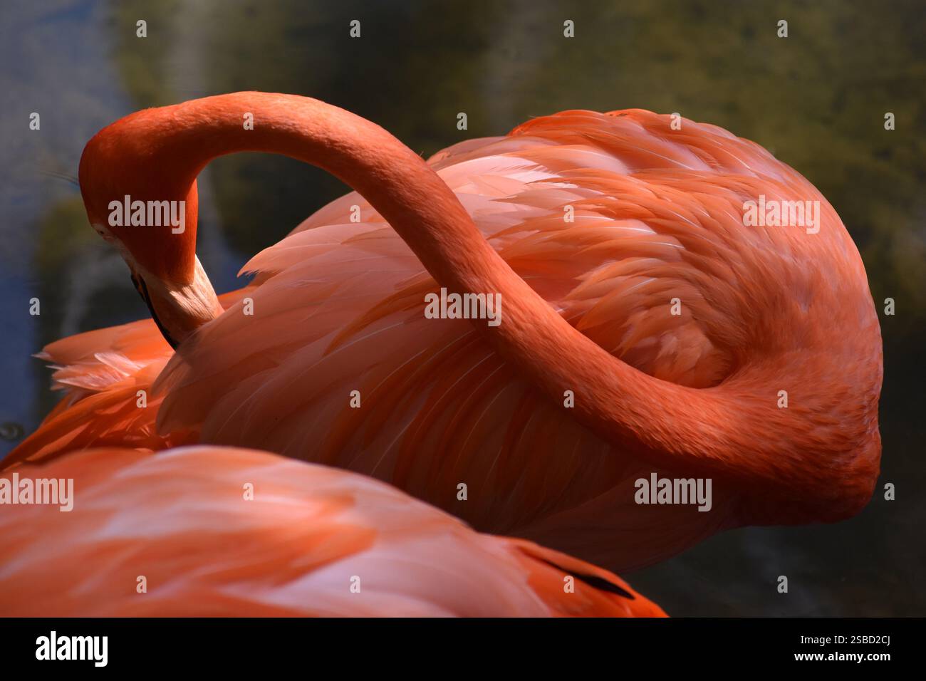 Florida Pink Flamingo Scratching Feathers with Long Neck Stock Photo ...