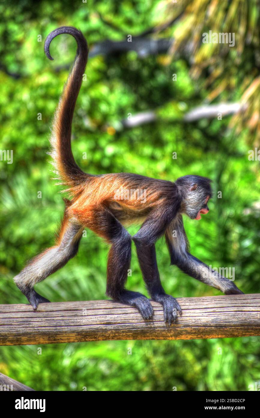 Baby Monkey Running on Tree. At The Palm Beach Zoo. Florida Stock Photo ...