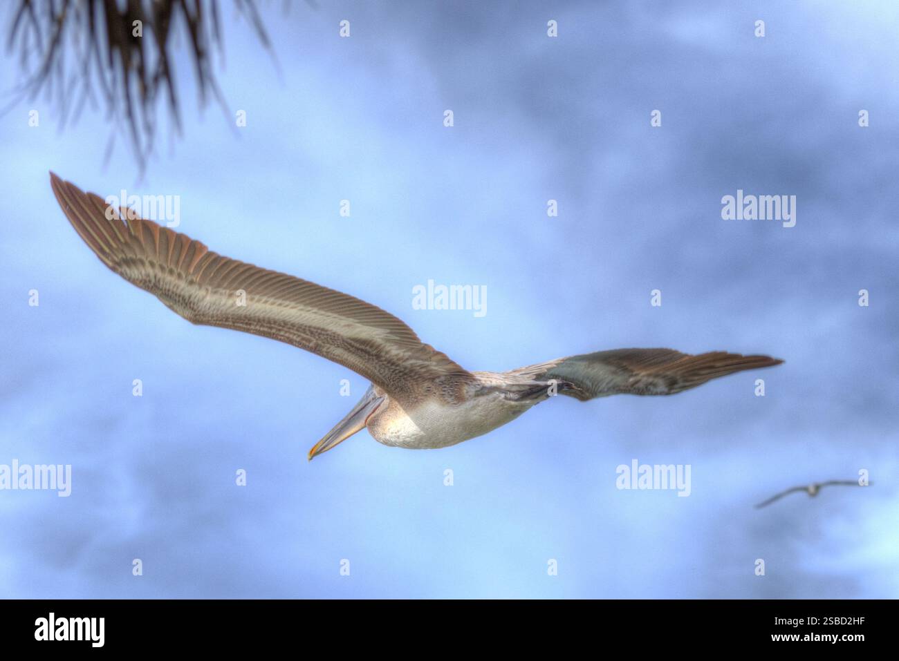 Flying brown pelican pelecanus hi-res stock photography and images - Alamy