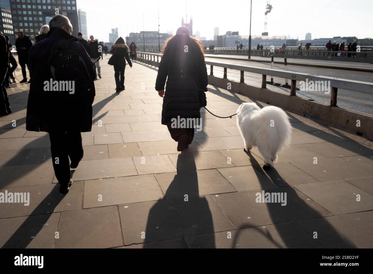 Samoyed dog rear view hi-res stock photography and images - Alamy