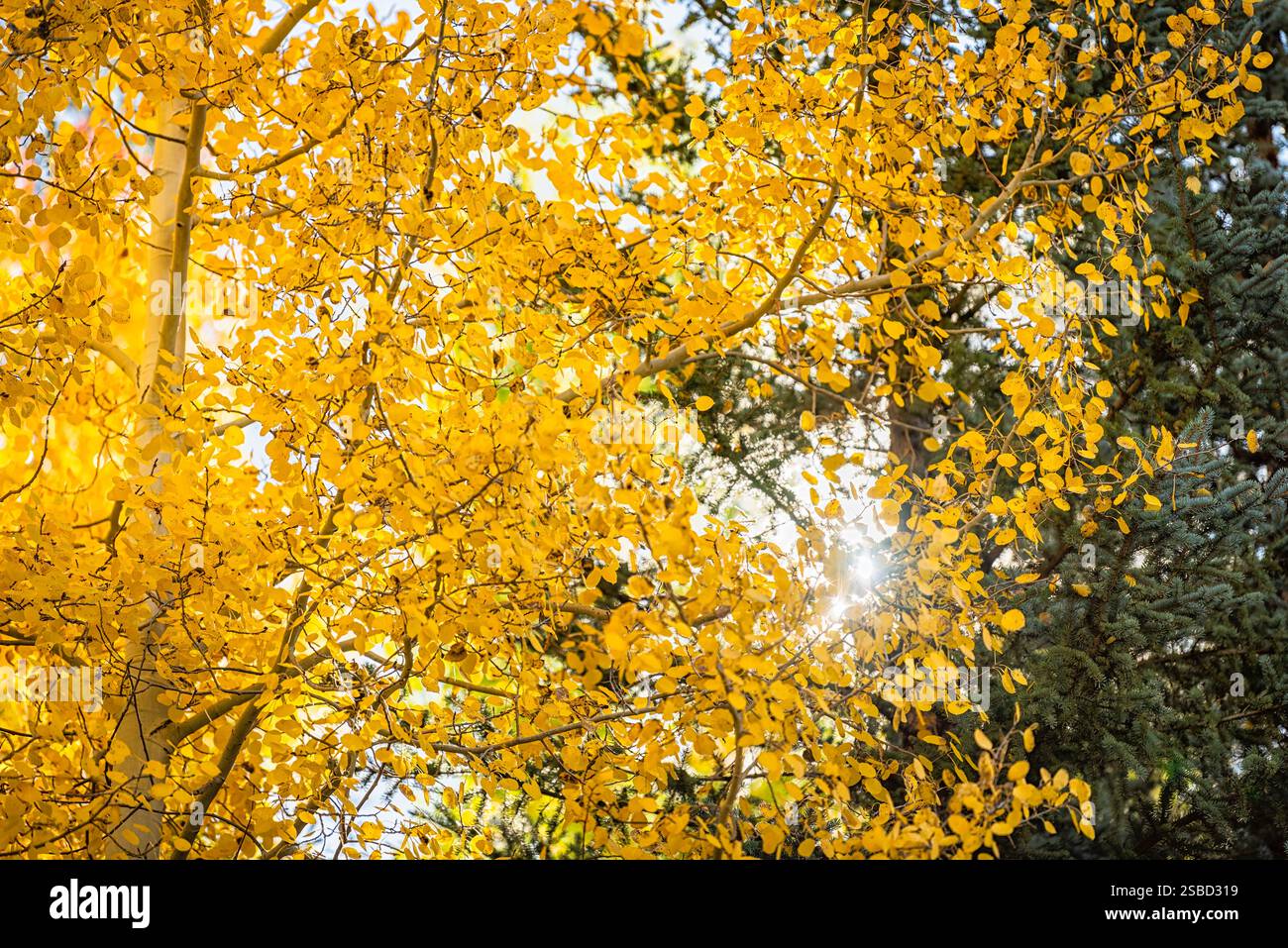 Quaking Aspen golden leaves sunburst in Vail Colorado autumn fall ...
