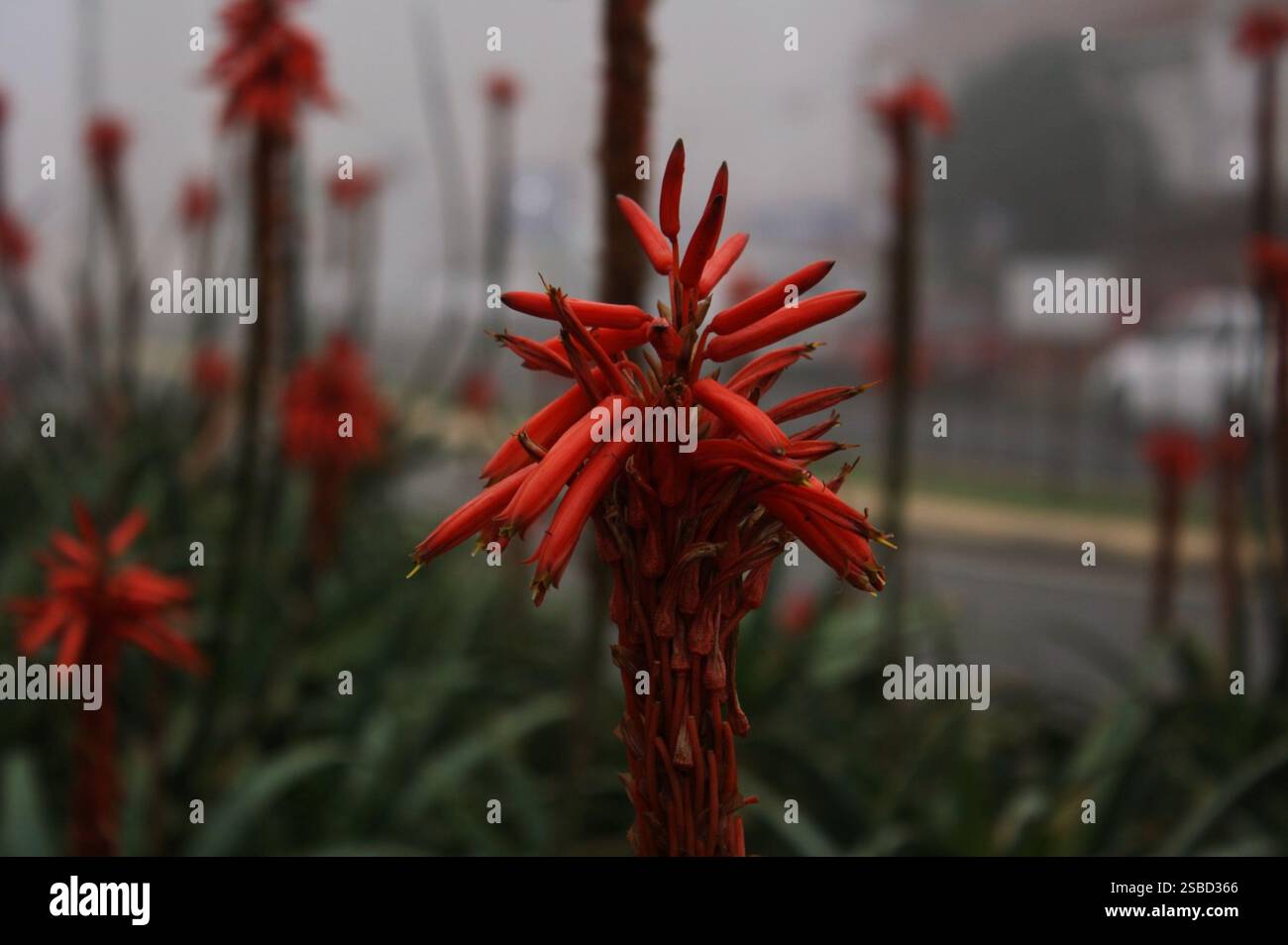 Macro photography of red flour in the street Stock Photo - Alamy