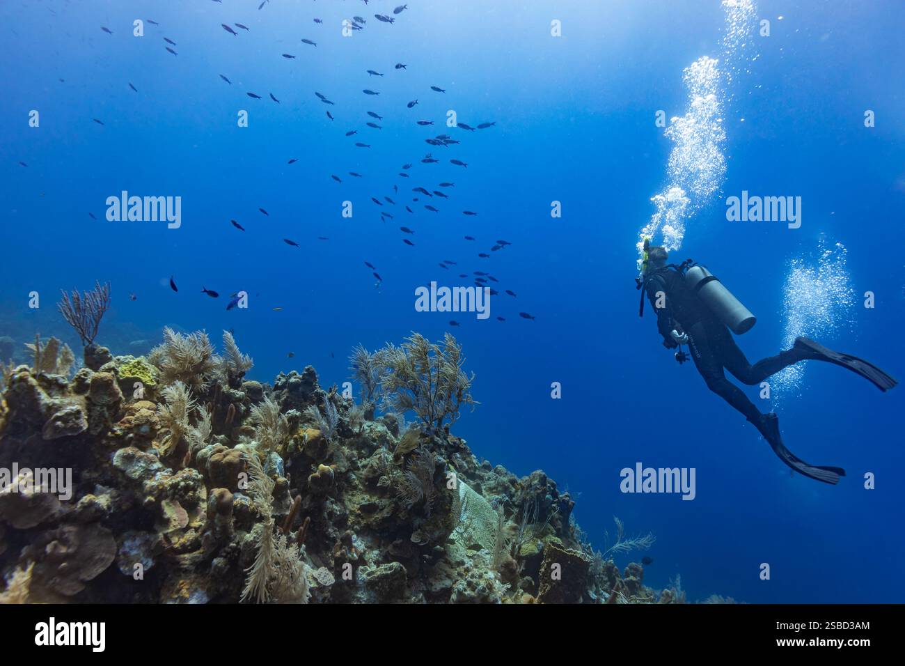 Diver swims along coral reef hi-res stock photography and images - Alamy