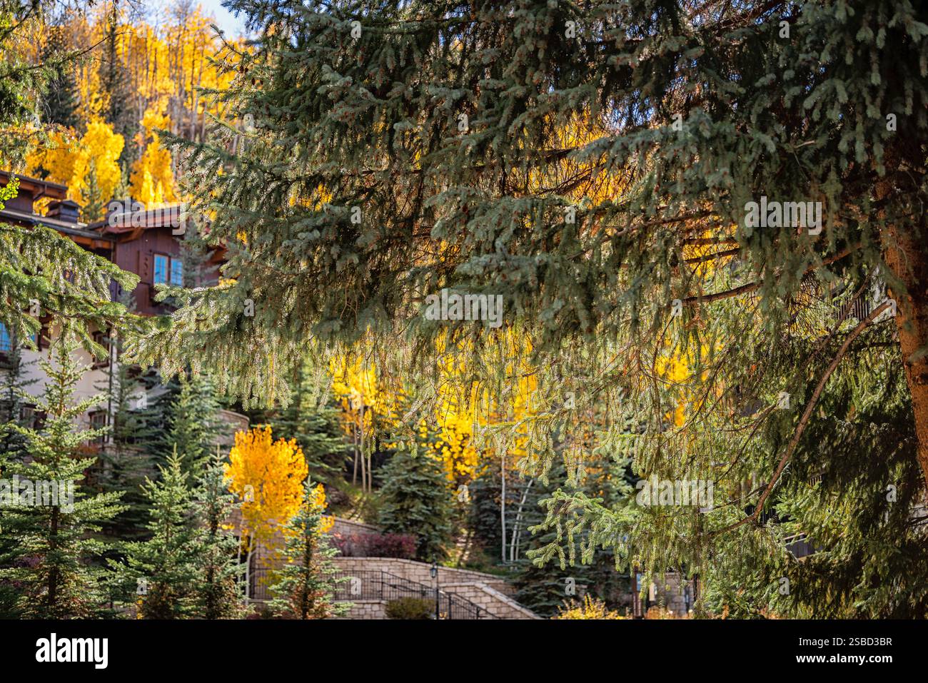 Vail Colorado town in colorful autumn fall with foreground of spruce ...