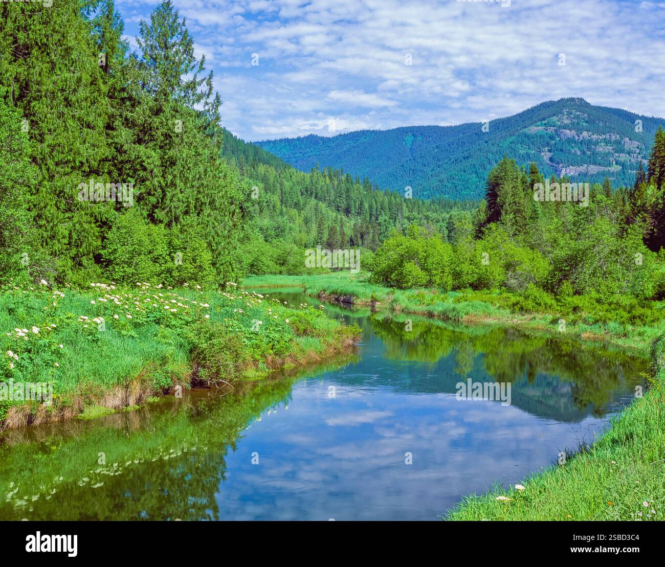bull river below the cabinet mountains near noxon, montana Stock Photo ...