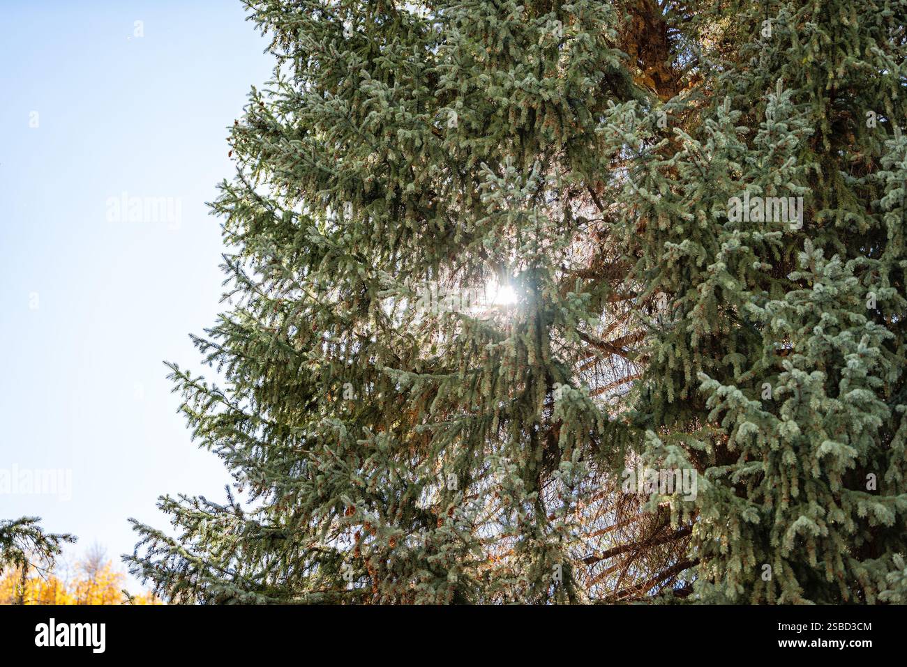 Leaves sunburst on spruce tree pine in Vail Colorado autumn fall yellow ...