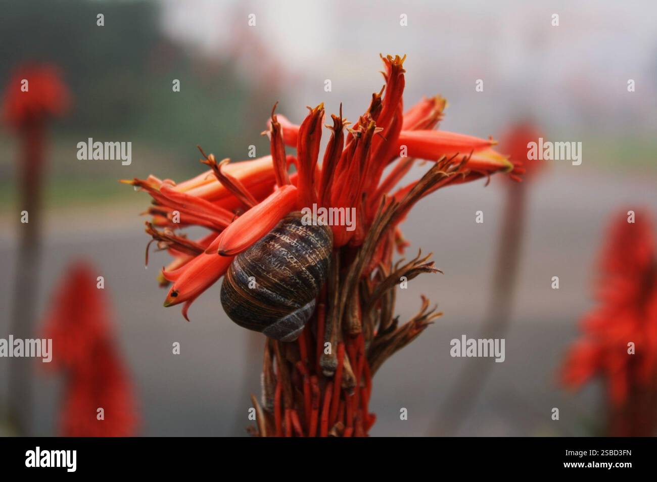 Macro photography of red flour in the street with a snail on it Stock ...