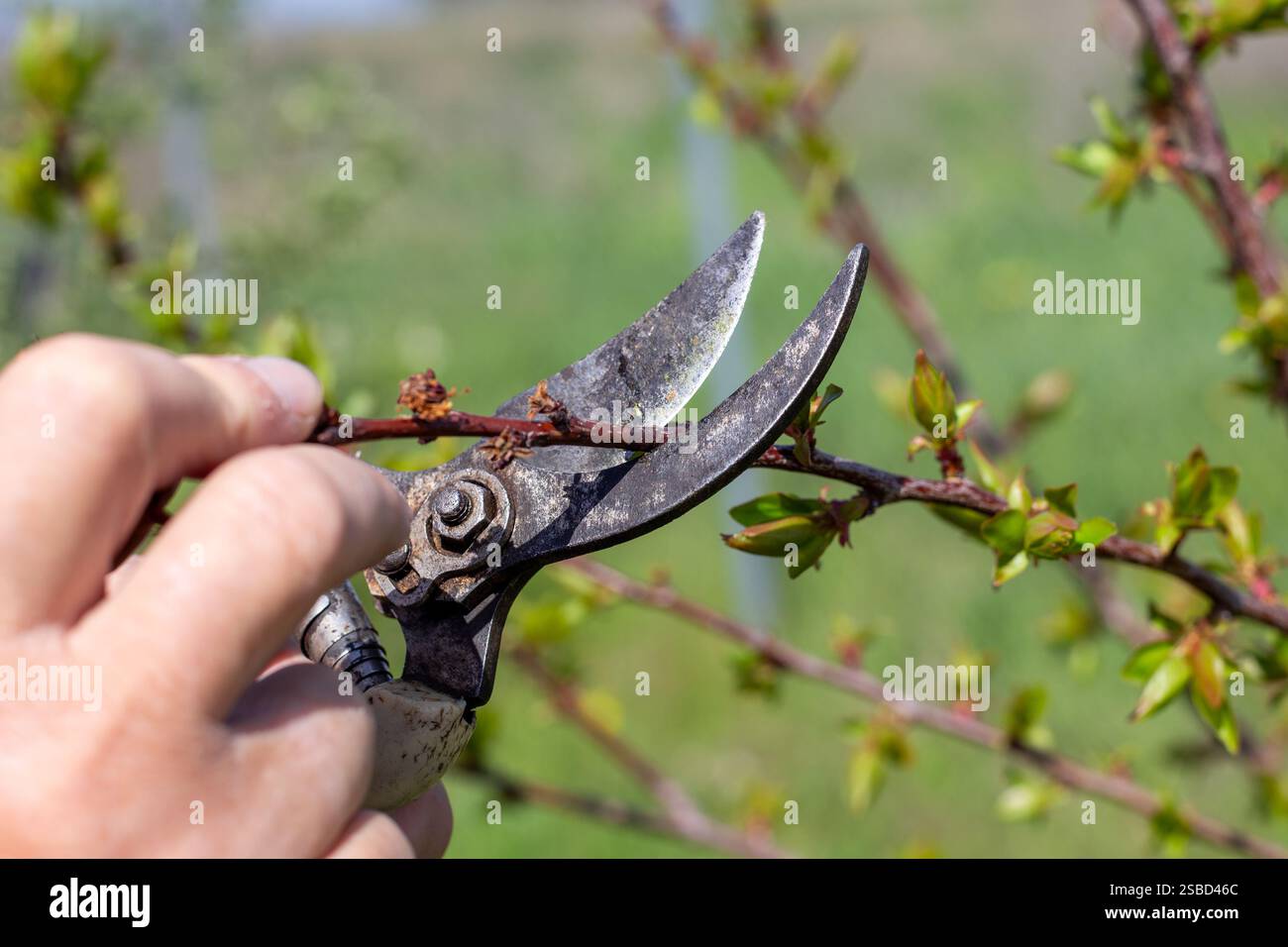 A gardener trims young branches of young fruit trees with pruning ...