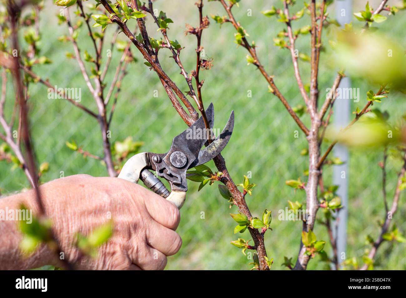 A gardener trims young branches of young fruit trees with pruning ...