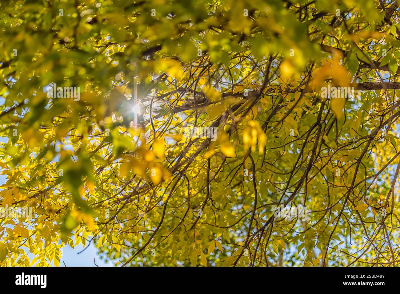 Vail Colorado in autumn fall golden yellow aspen tree looking up at ...