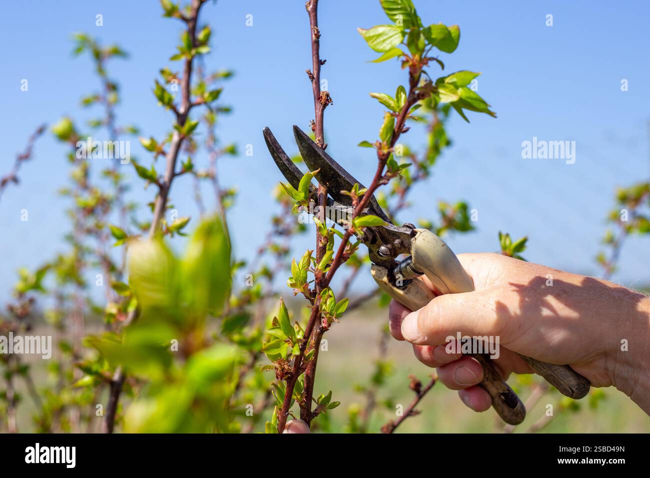 A gardener trims young branches of young fruit trees with pruning ...