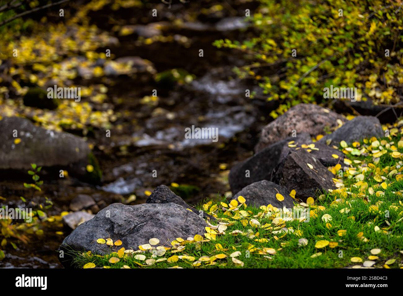 Colorful autumn fall aspen tree yellow fallen leaves on stone rock ...