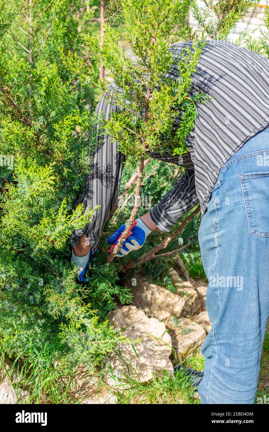 Pruning and shaping juniper. A gardener uses pruning shears to prune ...