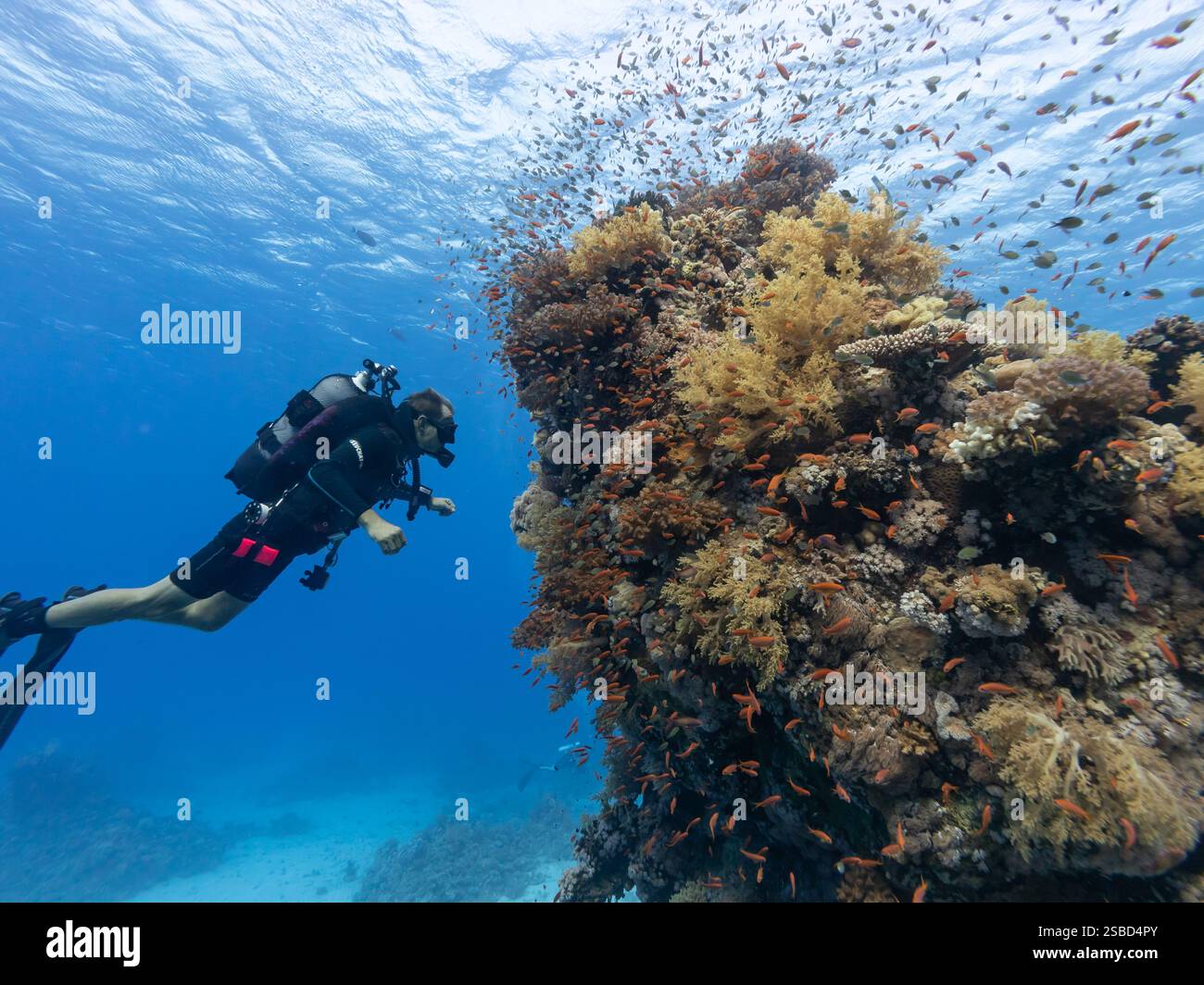 Scuba diver examines school of colorful anthia fish hovering near coral ...