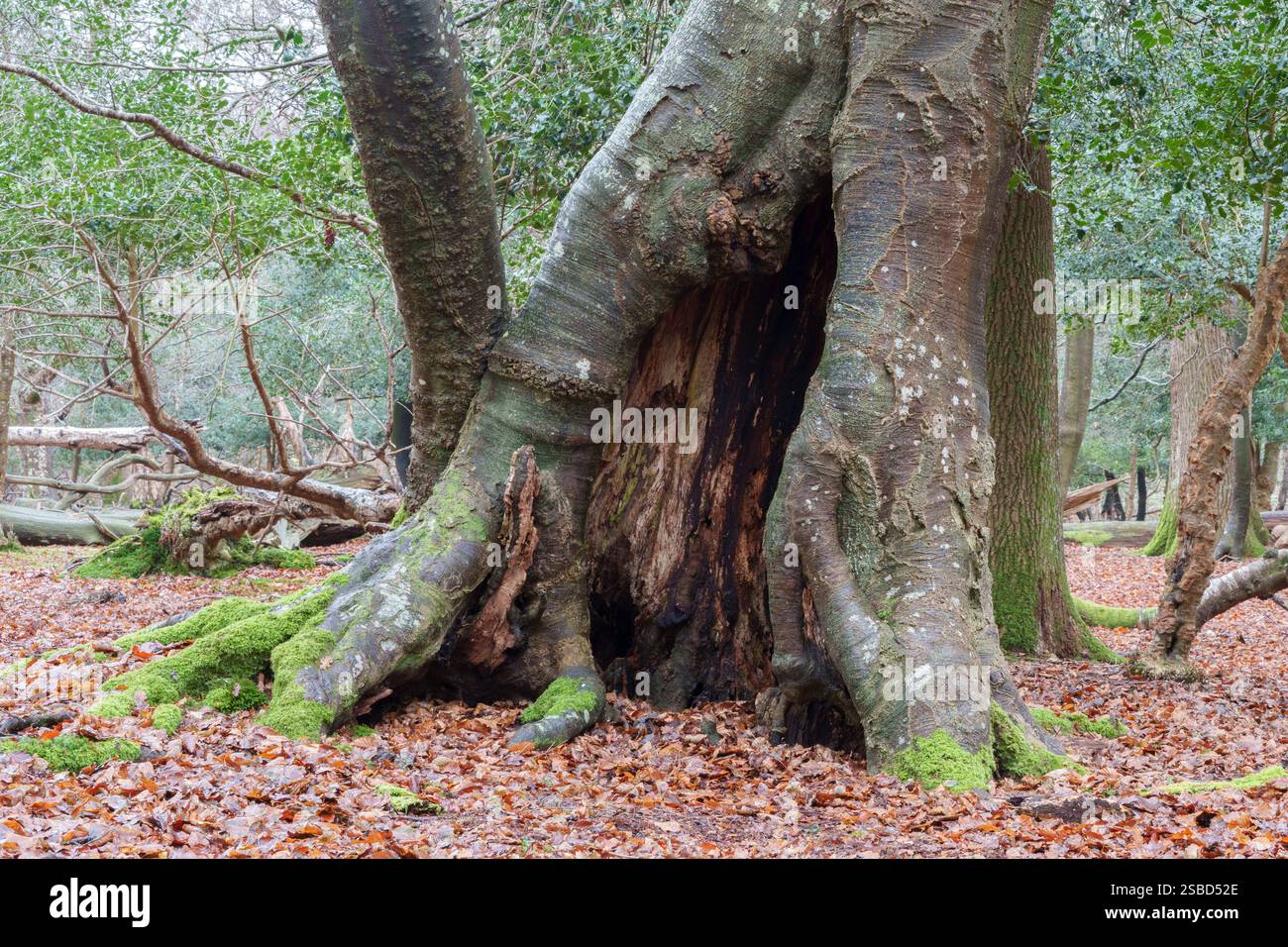New forest trees Stock Photo - Alamy