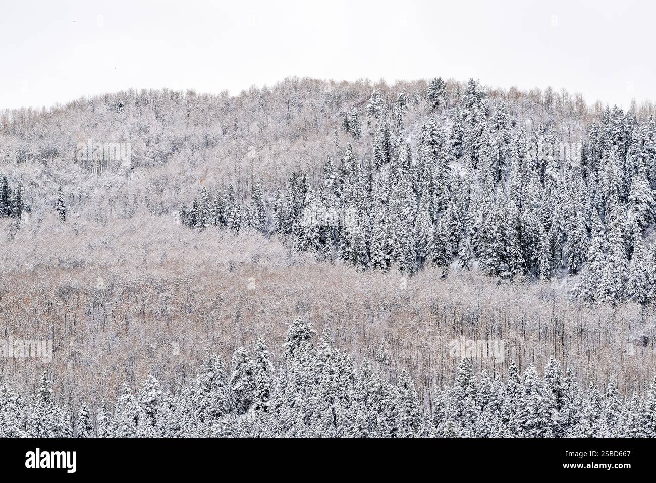 Avon, Colorado cloudy day landscape covered in snow trees in Eagle ...