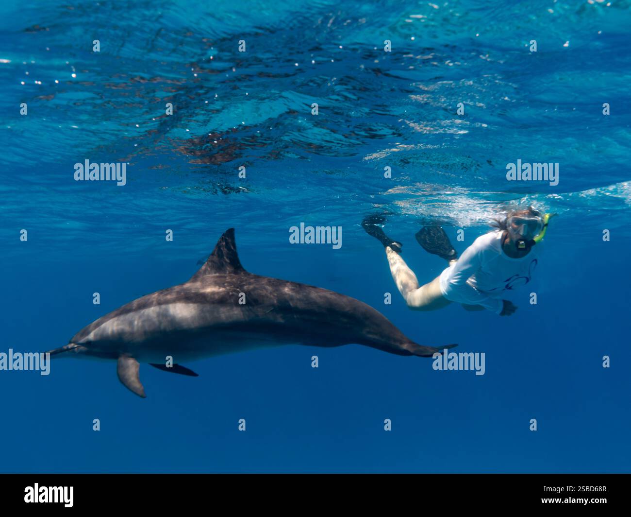 Snorkelers swim with wild dolphins in clear blue waters Stock Photo - Alamy