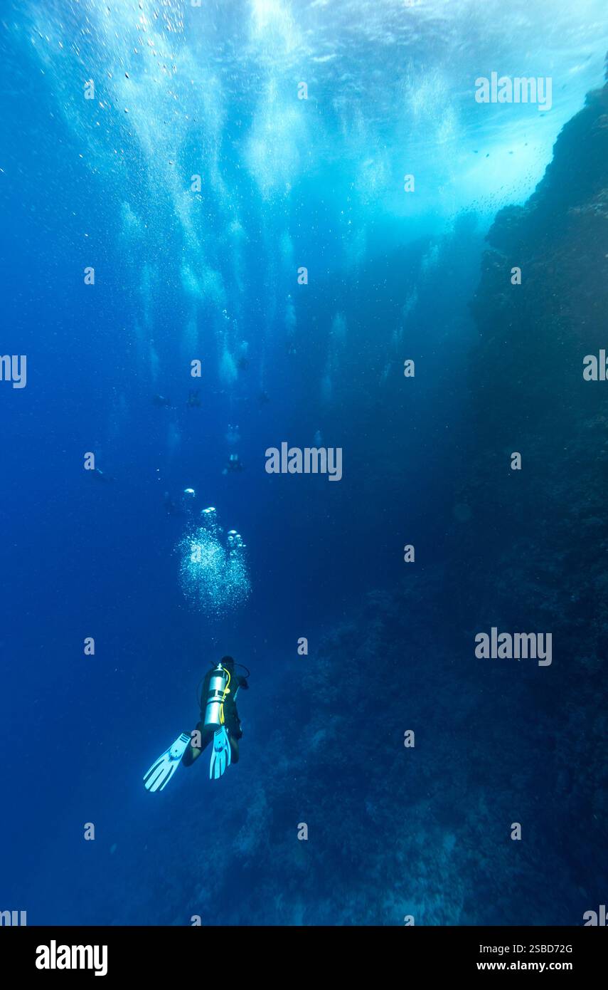 Scuba diver descends into the blue along a coral wall Stock Photo - Alamy