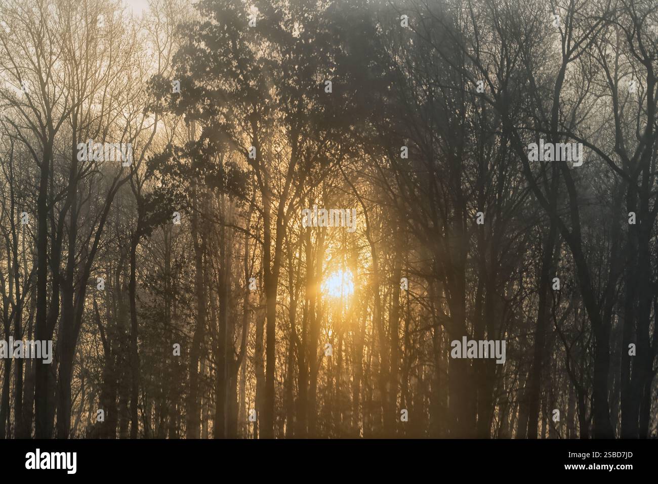 Sunrise sunlight sunburst behind trees forest woods in morning with ...
