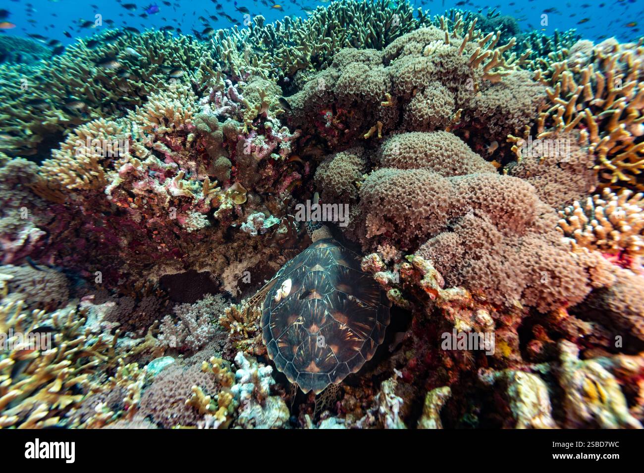 Turtle eats coral from underside of tropical coral reef Stock Photo - Alamy