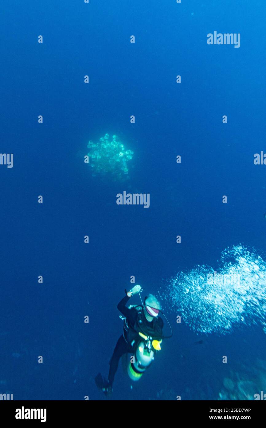 Scuba diver watches bait ball school of silver fish in tropical blue ...