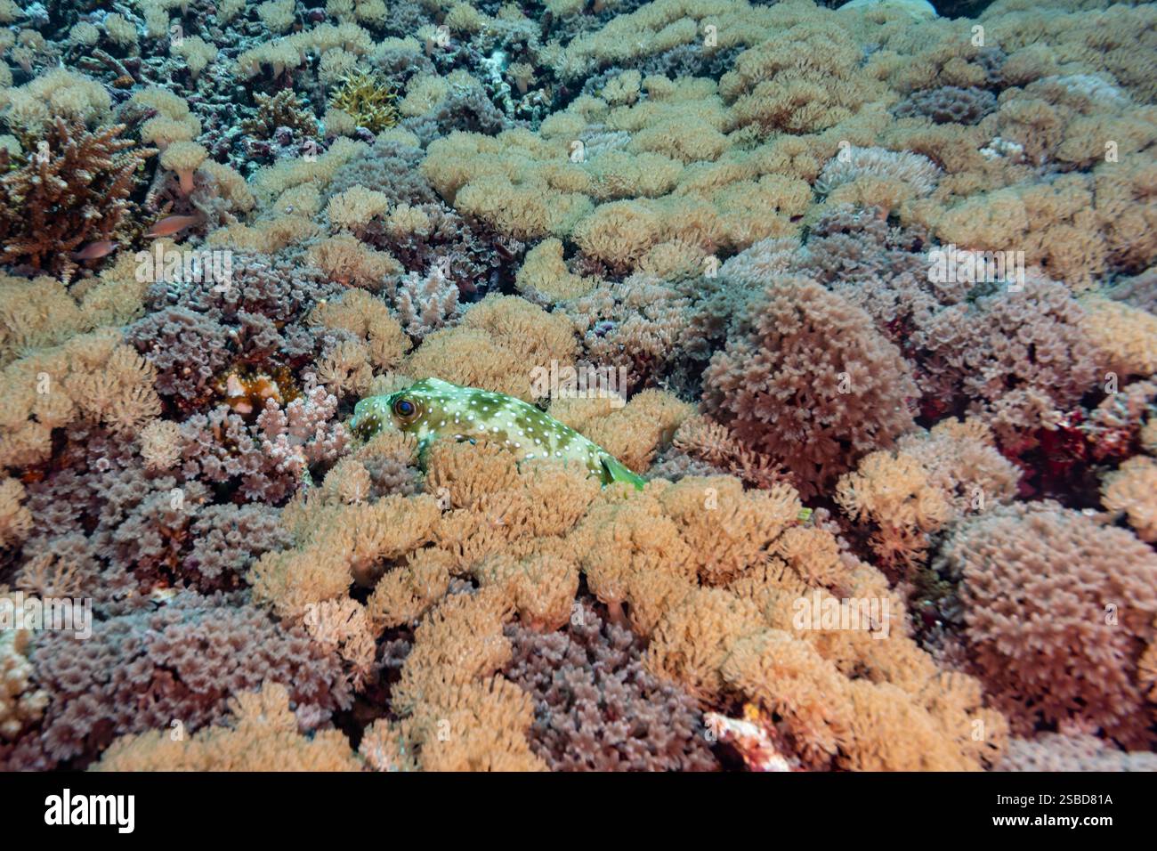 Spotted puffer fish hides in a bed of soft corals Stock Photo - Alamy