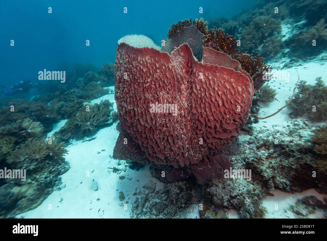 Large barrel sponge with White Sea worms on tropical coral reef Stock ...