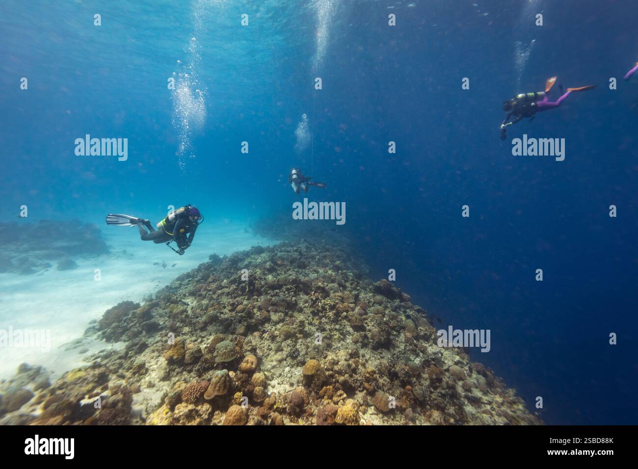 Scuba divers approach edge of coral reef to steep 1000ft wall drop off ...