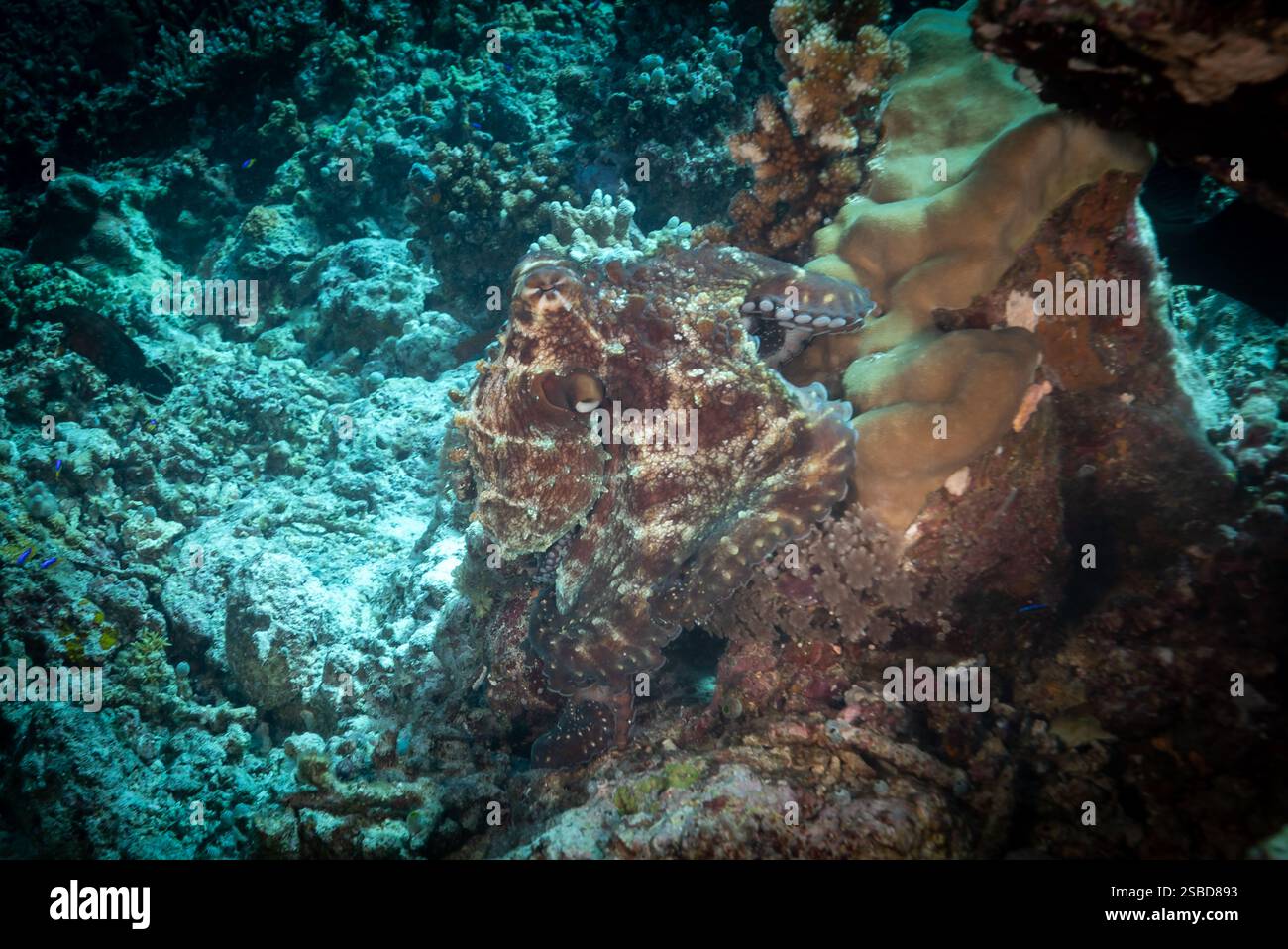 Octopus uses chromatophores to deploy multi colors changes and ...
