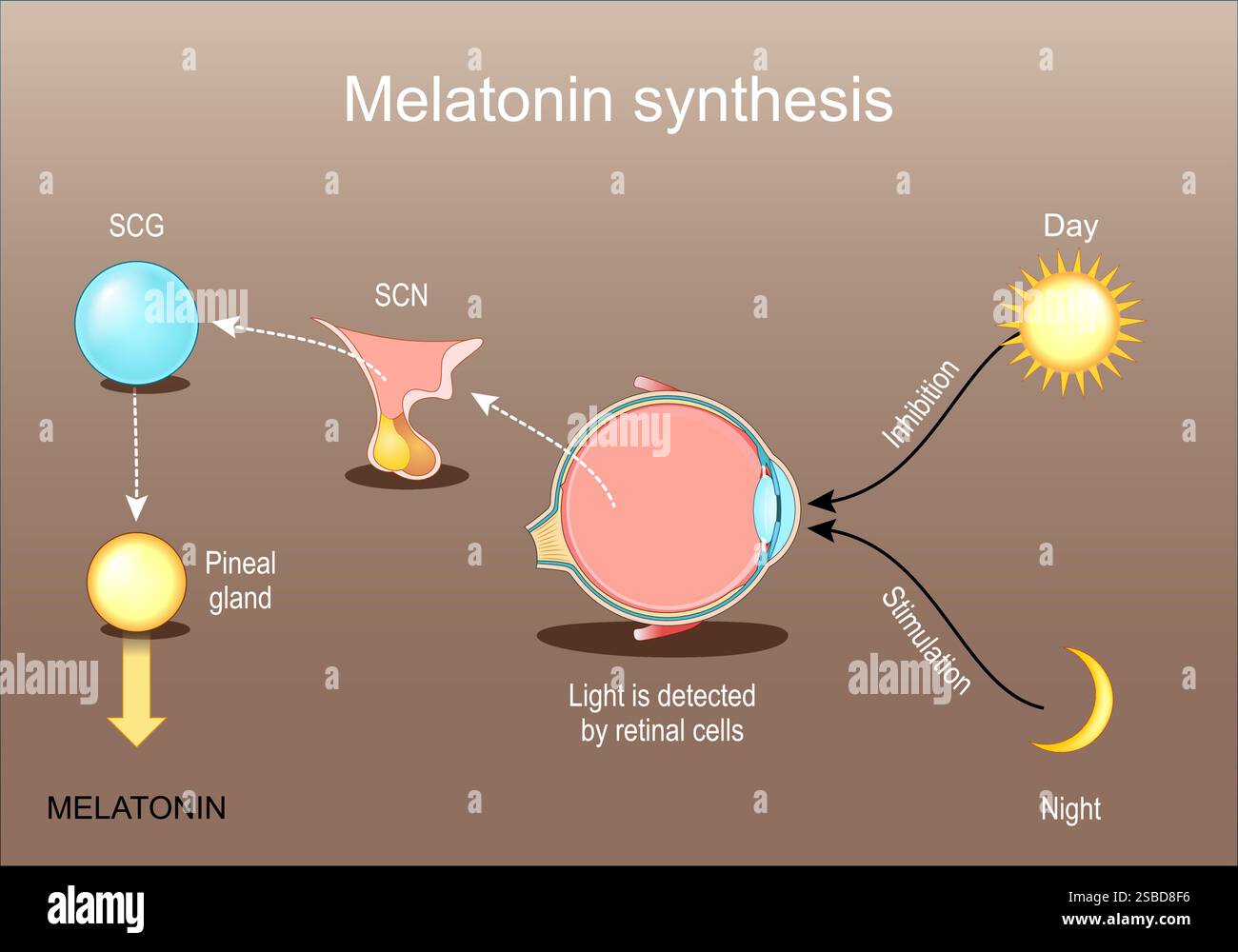 Melatonin synthesis. Circadian rhythm. Sleep-wake cycle. Cross section ...