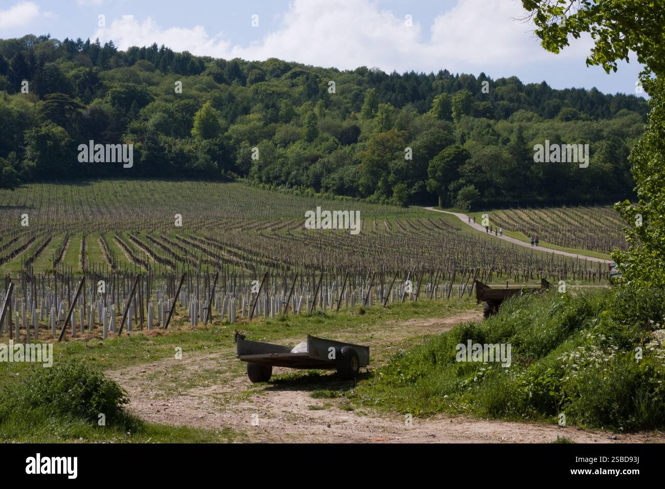 Scenic Vineyard Landscape With Rolling Hills and Old Farm Equipment ...