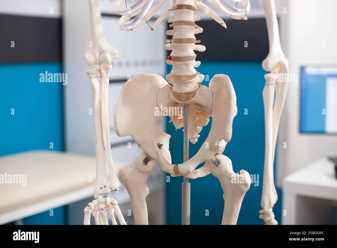 Closeup of human skeleton pelvis and arms, set in empty doctor office ...
