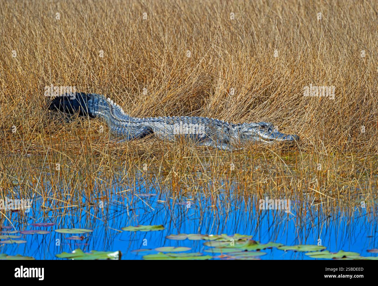 Alligator Resting in the Marsh Grasses in the St Marks National ...