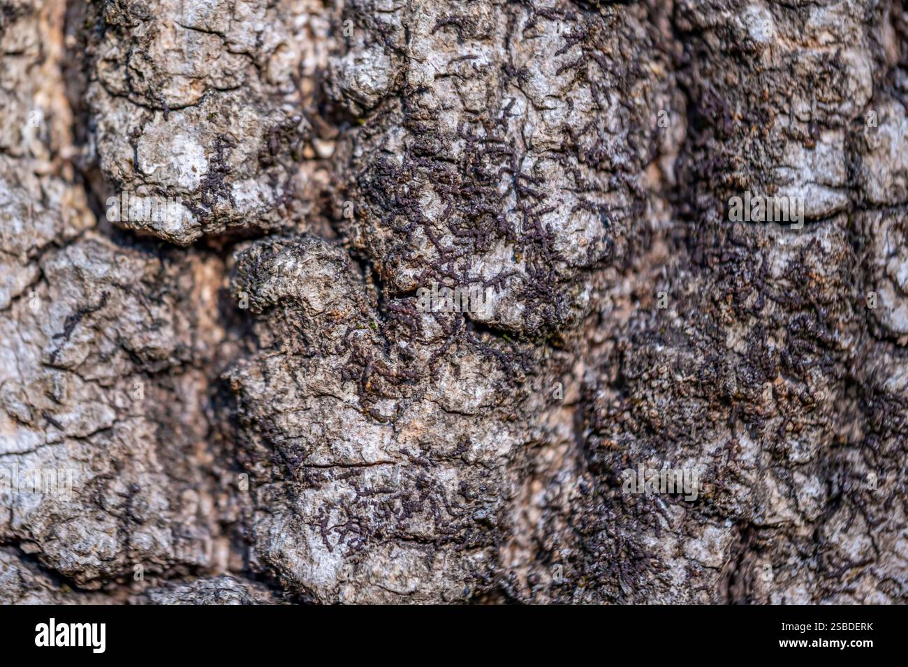 A close up of a tree trunk with a lot of texture. The bark is rough and ...