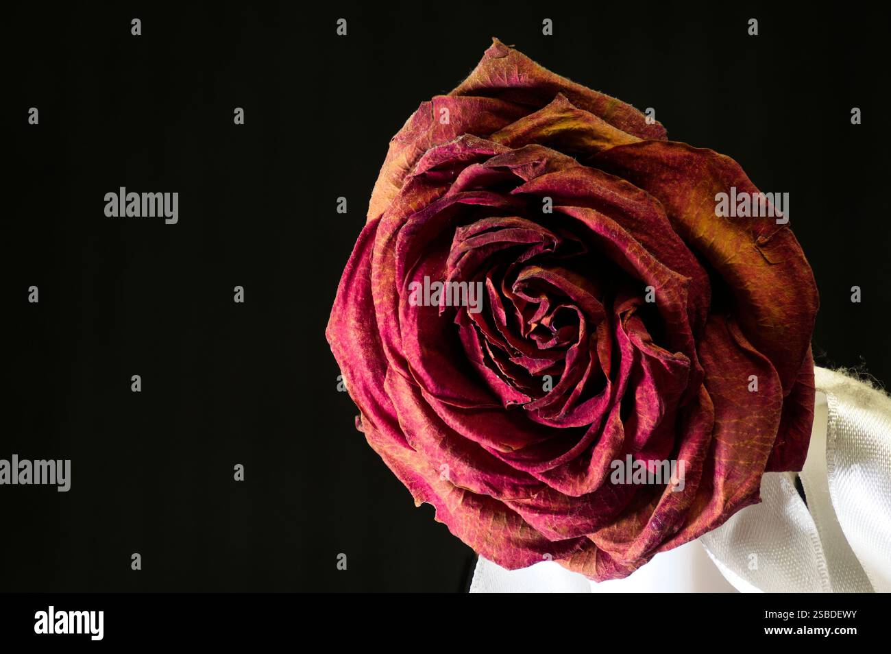 Red rose petals on dark hi-res stock photography and images - Alamy