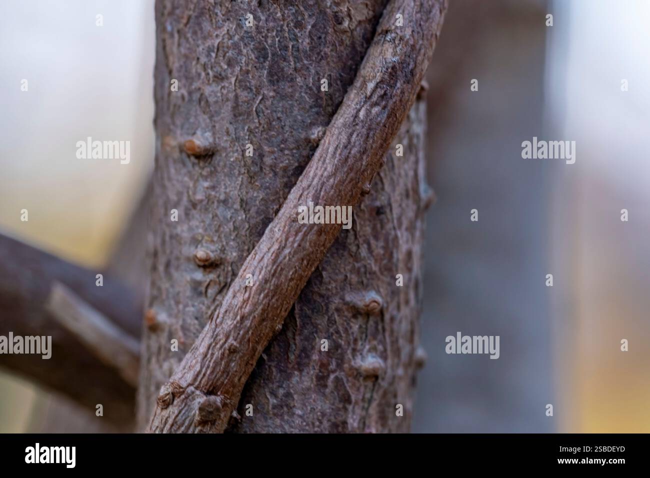 A tree trunk with a vine wrapped around it. The trunk is brown and the ...