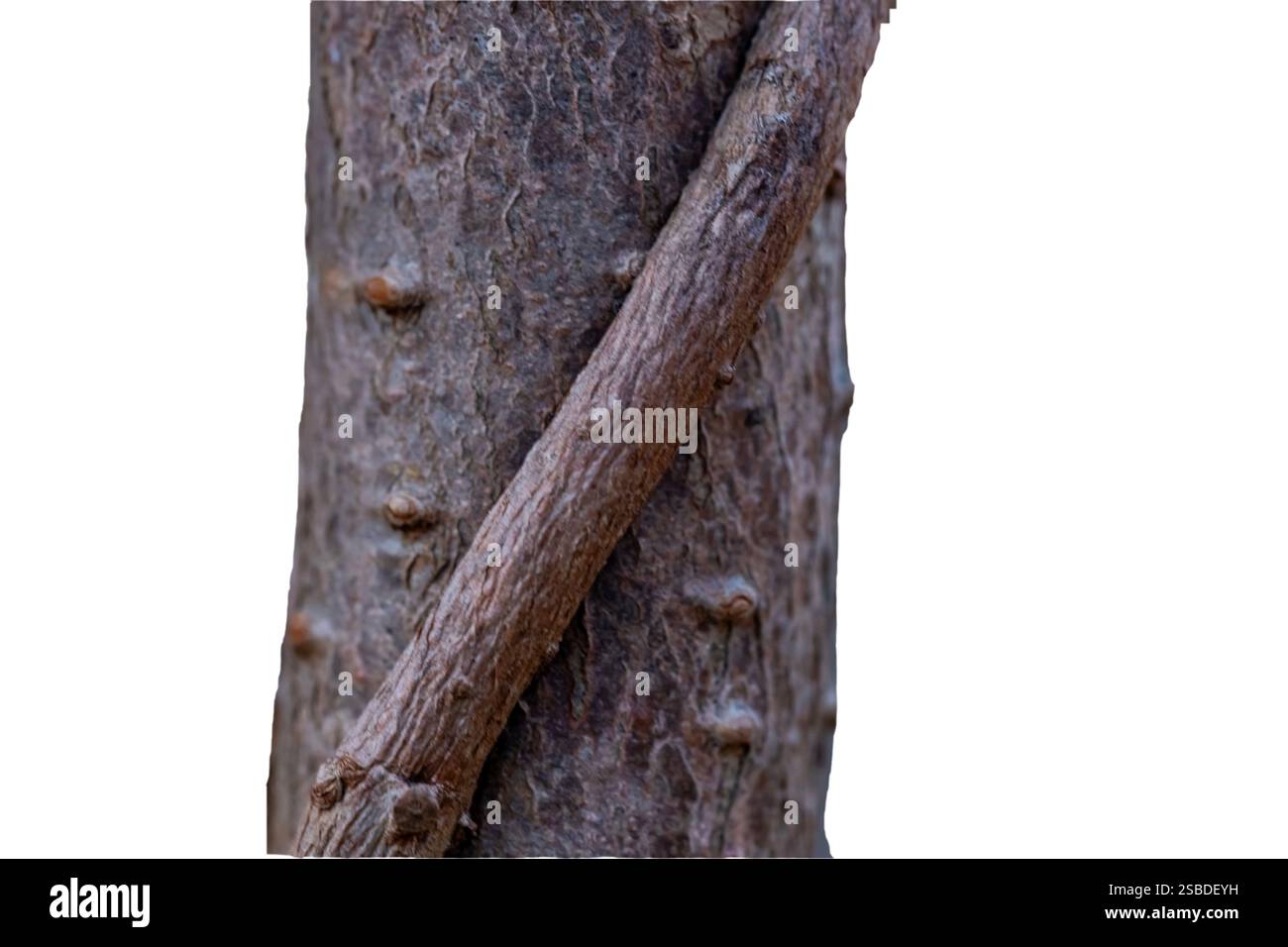 A tree trunk with a vine wrapped around it. The trunk is brown and the ...