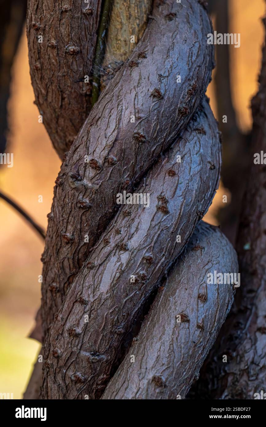 A twisted, knotted piece of wood with many bumps and ridges. The wood ...