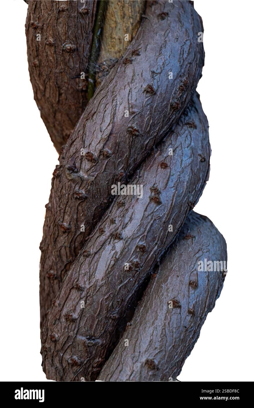 A twisted tree branch with many bumps and ridges. The branch is brown ...