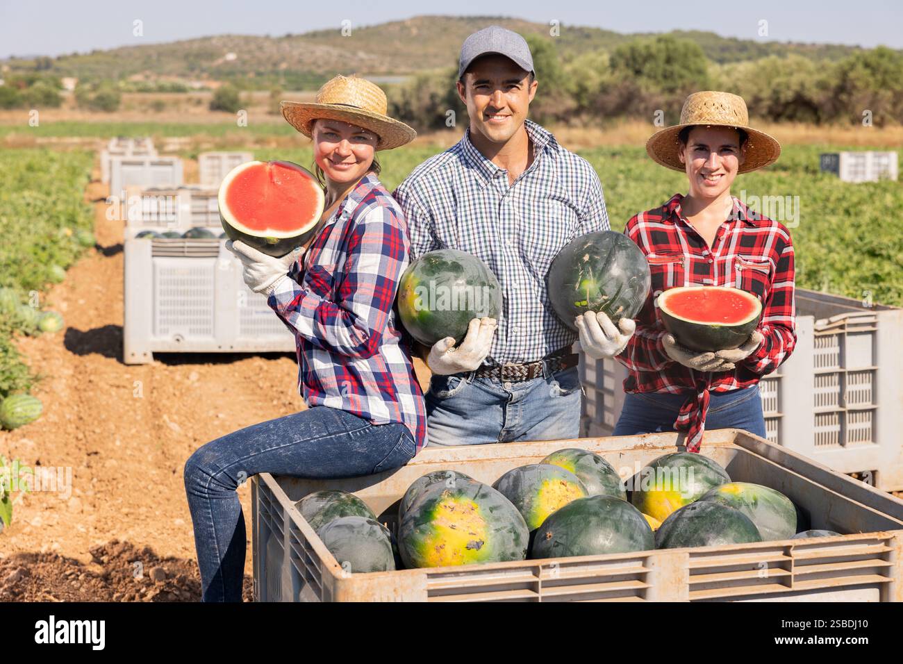 Farmers posing in field with watermelons crop Stock Photo - Alamy
