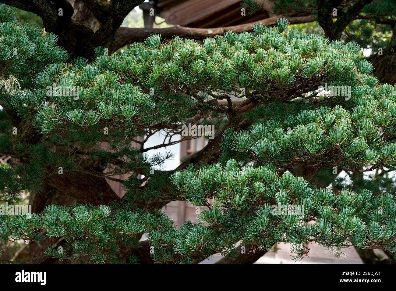 Niwaki hi-res stock photography and images - Alamy