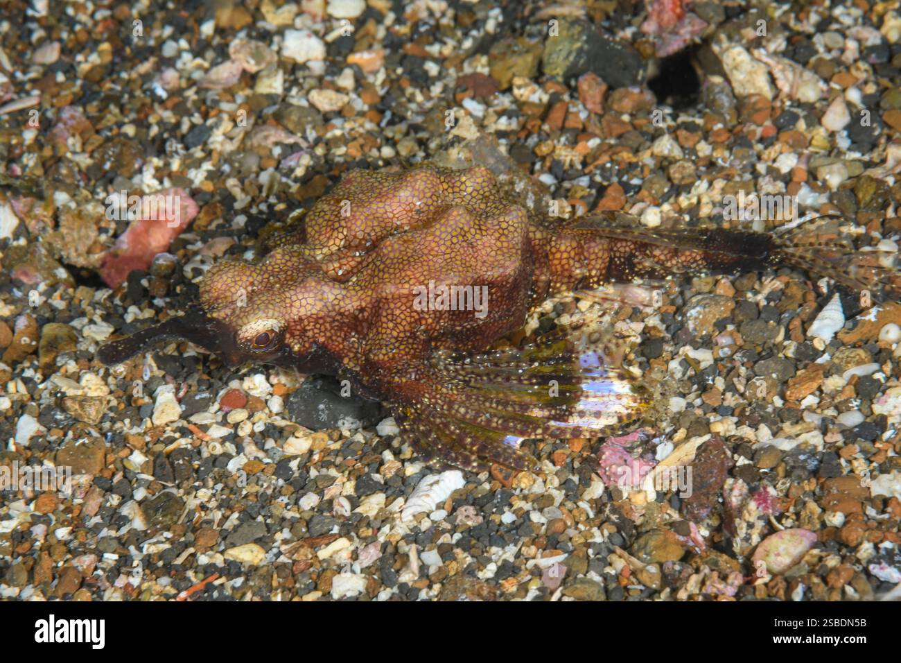 Dragon Sea Moth, Eurypegasus draconis, Lembeh Strait, North Sulawesi ...