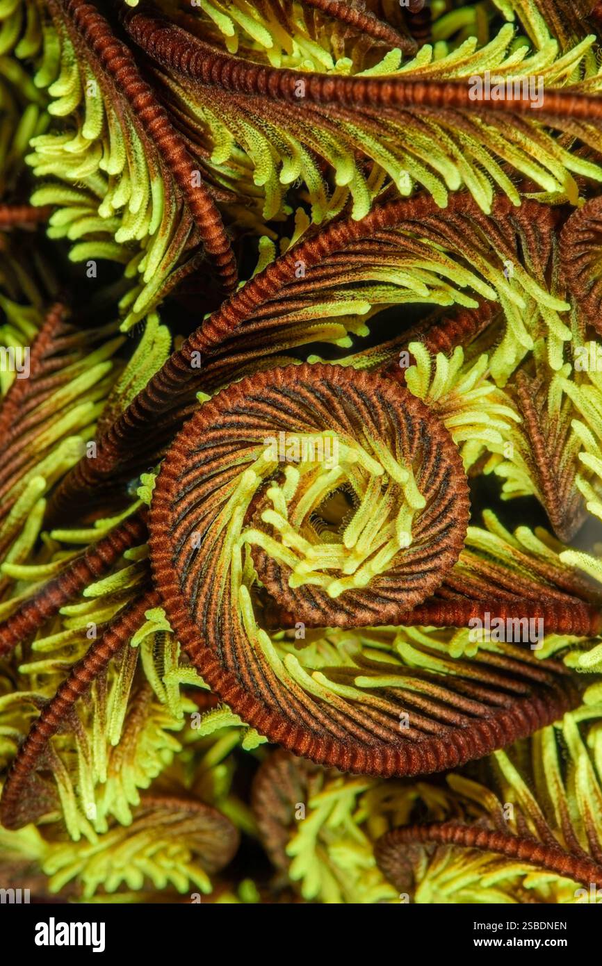 Feather star arm detail, Anneissia bennetti, Lembeh Strait, North ...