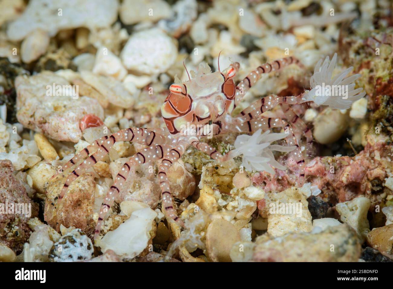 Boxer Crab, Lybia tesselata, Lembeh Strait, North Sulawesi, Indonesia ...