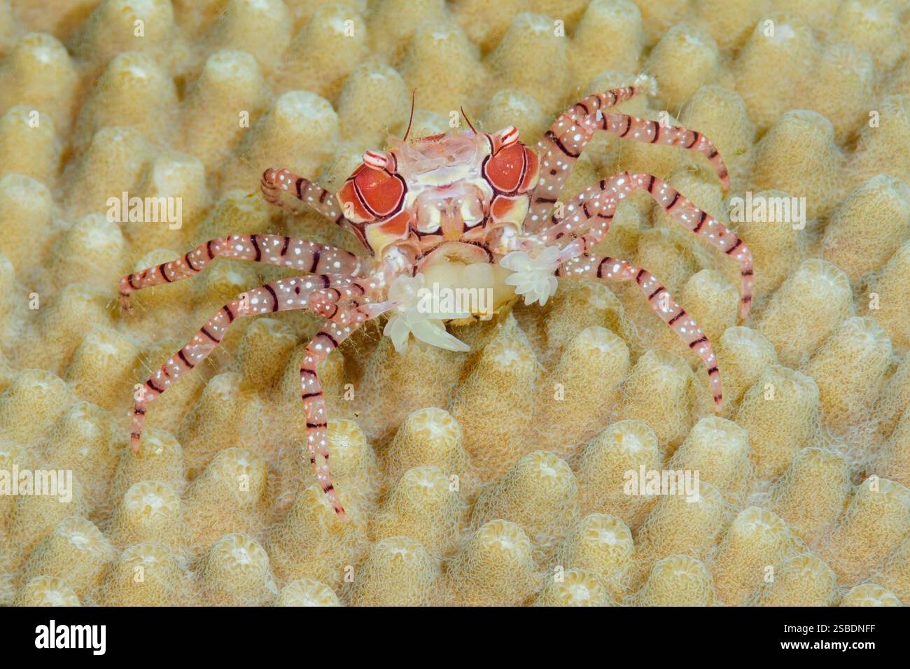 Boxer Crab, Lybia tesselata, Lembeh Strait, North Sulawesi, Indonesia ...