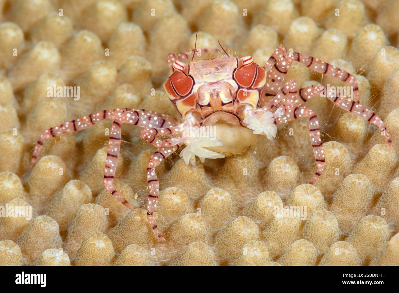 Boxer Crab, Lybia tesselata, Lembeh Strait, North Sulawesi, Indonesia ...