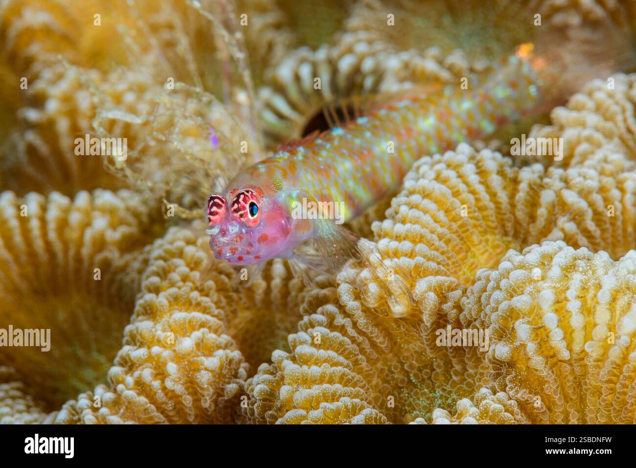 Paintedface Dwarfgoby, Eviota pictifacies, Lembeh Strait, North ...